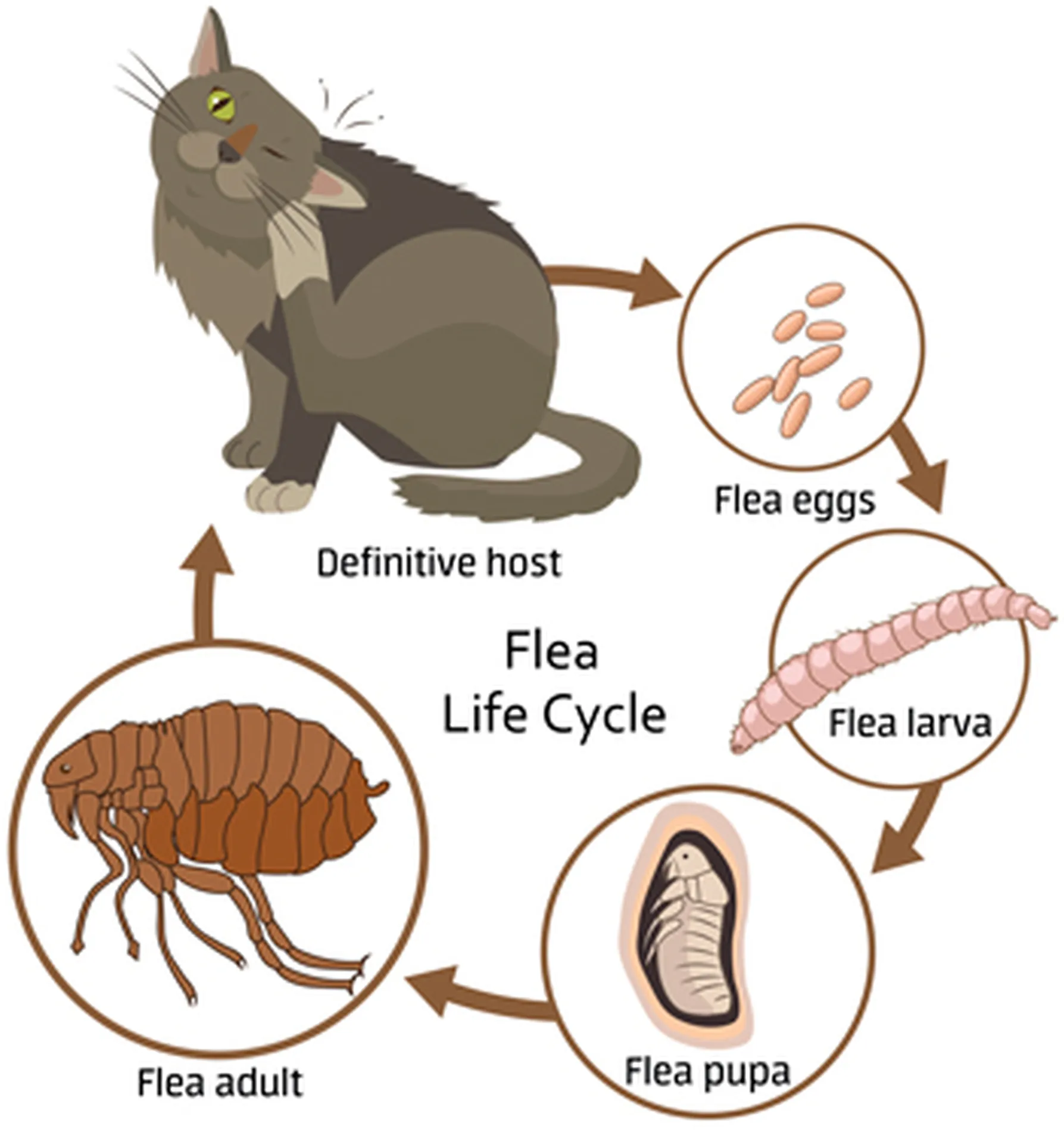 Biology of the Cat and Dog Flea (Ctenocephalides felis) - Brewster ...